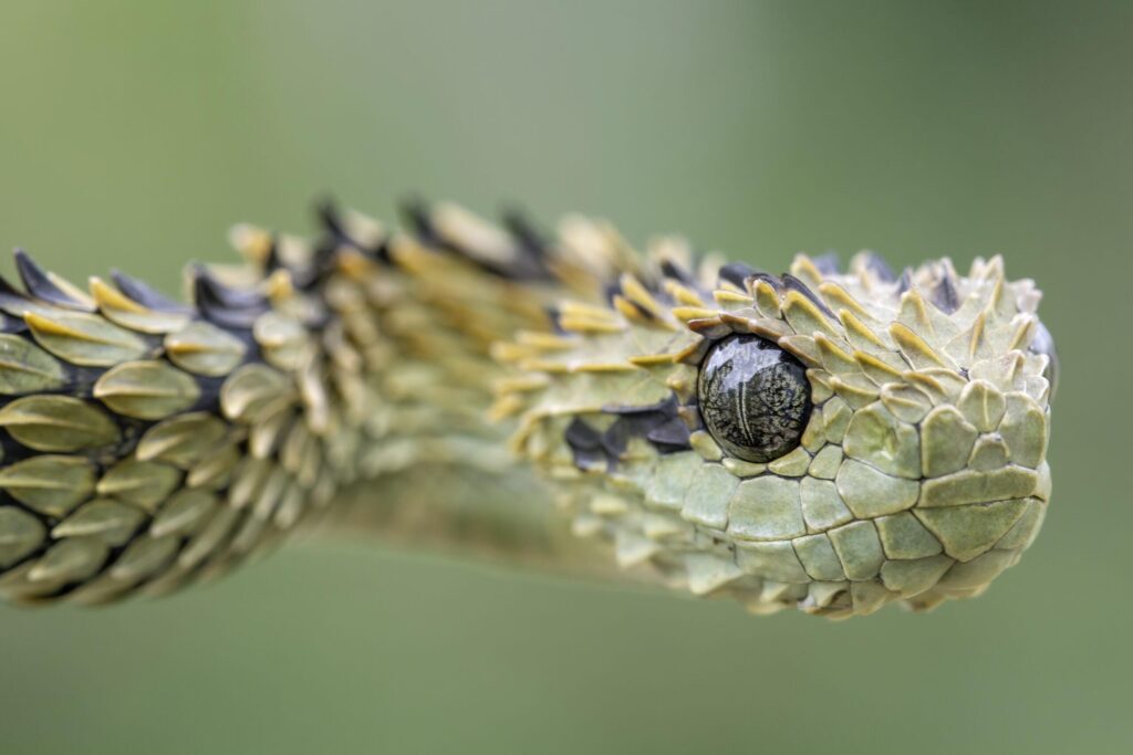 Discover India’s 7 Most Extraordinary Snakes! - thenewsguy.net